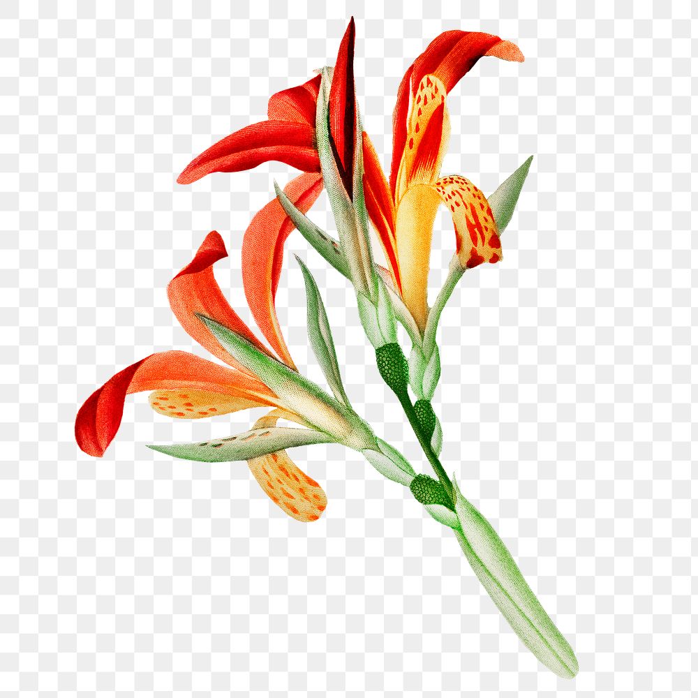 Lily collage sticker png, vintage | Premium PNG Sticker - rawpixel