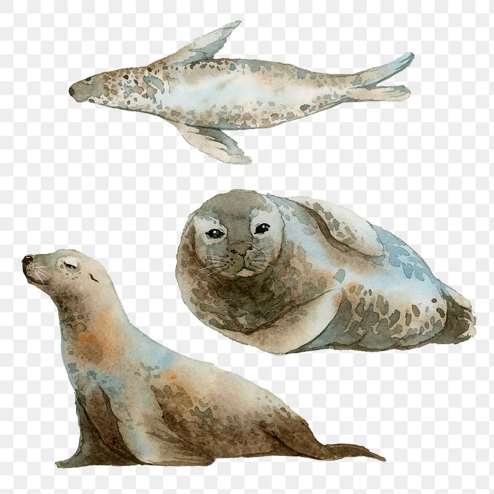 Watercolor painted seal transparent png | Premium PNG Sticker - rawpixel
