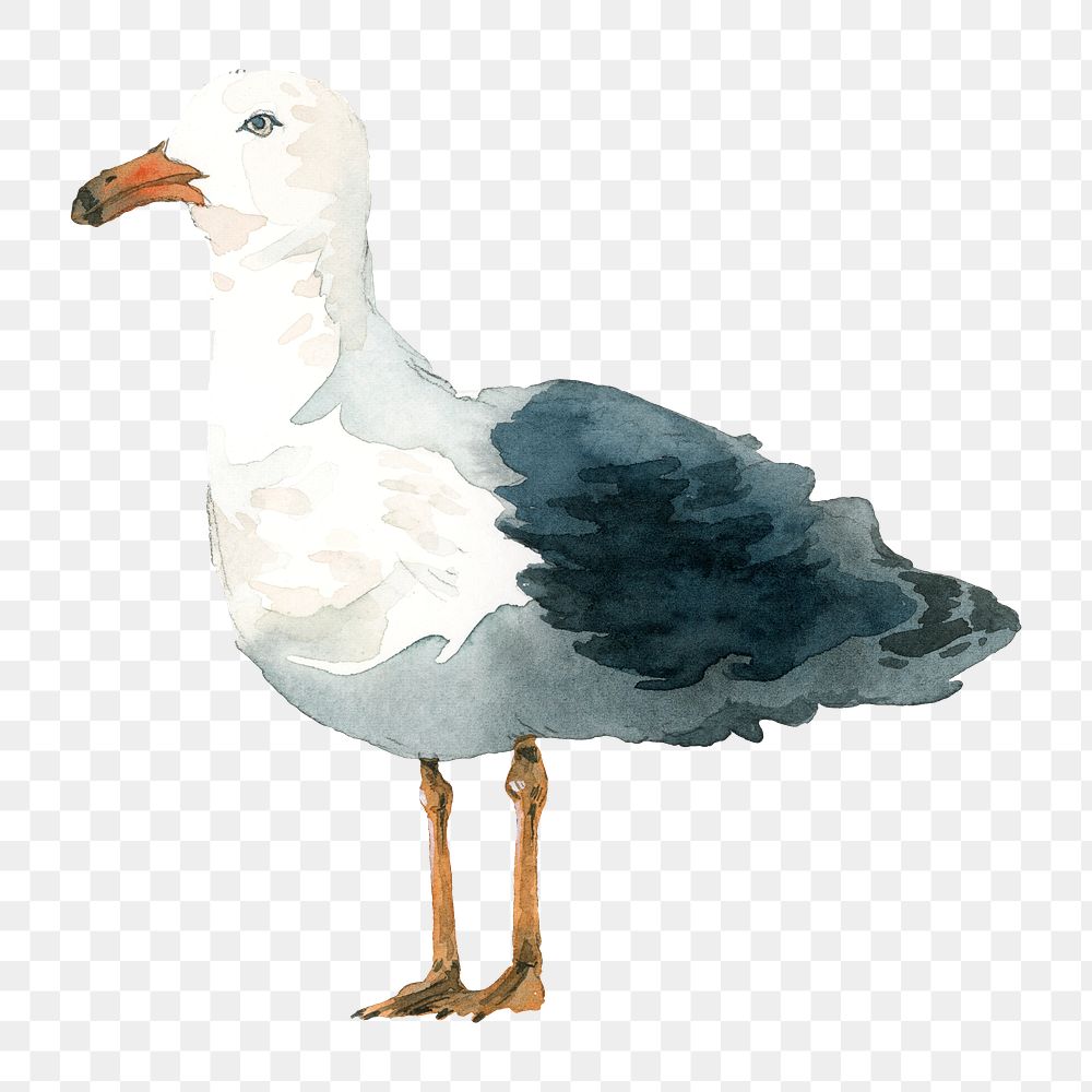 Watercolor painted seagull transparent png | Premium PNG Sticker - rawpixel