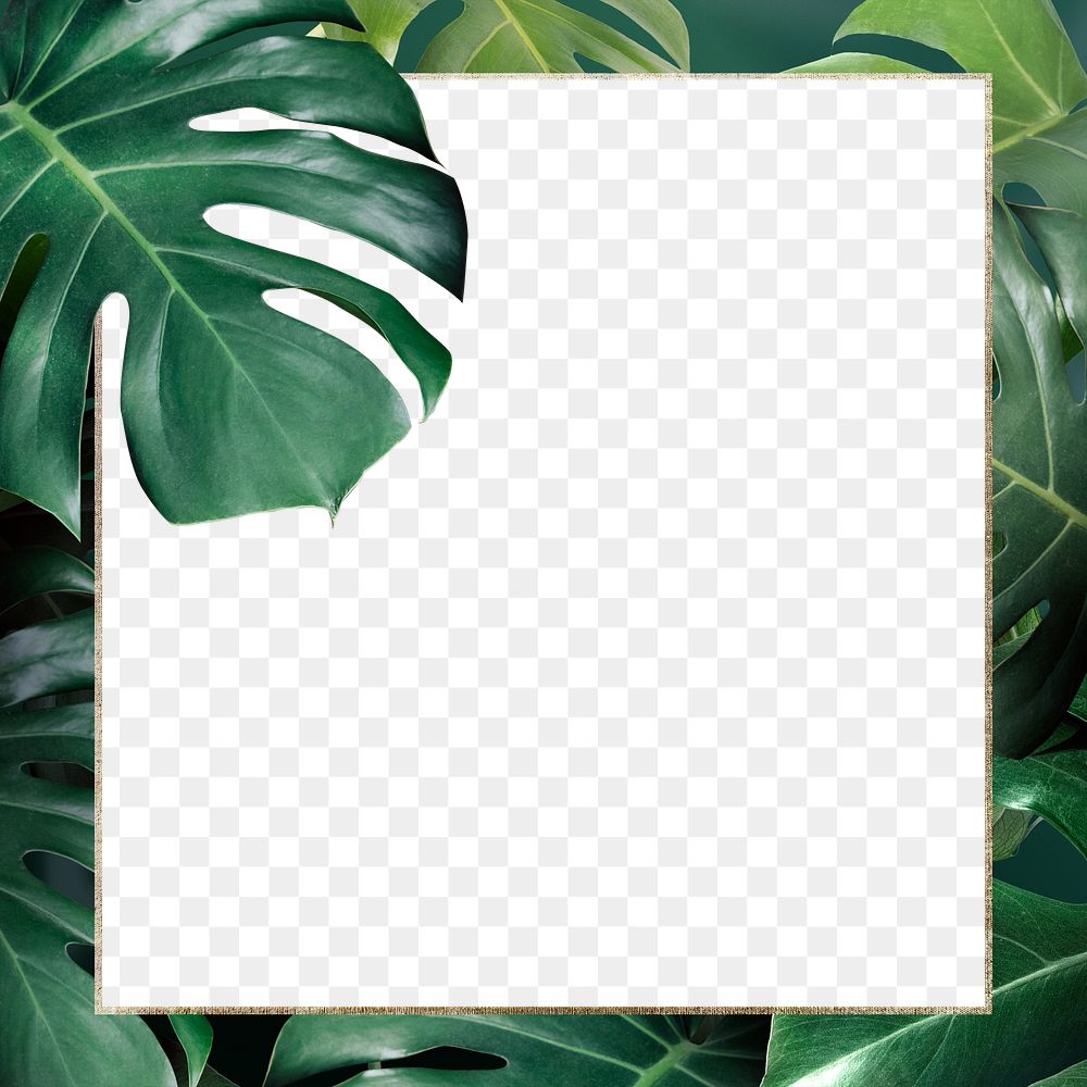 Golden square monstera leaves frame | Premium PNG - rawpixel
