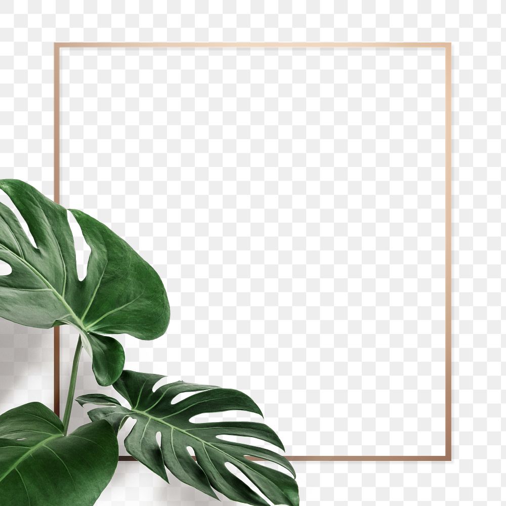 Golden monstera square frame design | Premium PNG - rawpixel