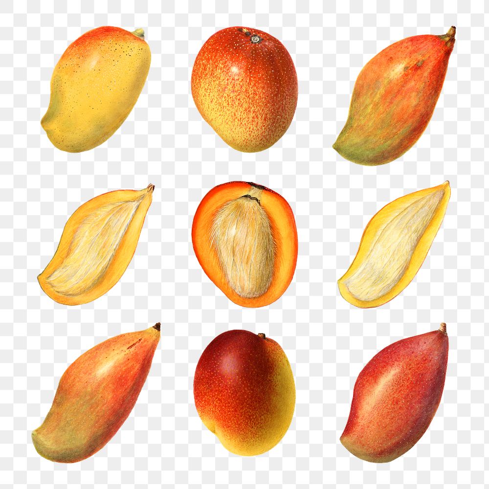 Hand drawn natural fresh mango | Premium PNG - rawpixel