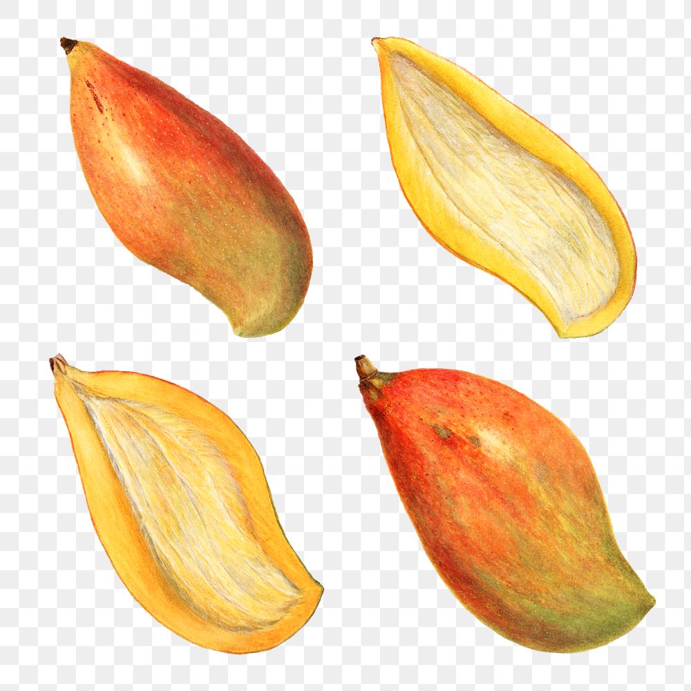 Hand drawn natural fresh mango | Premium PNG - rawpixel
