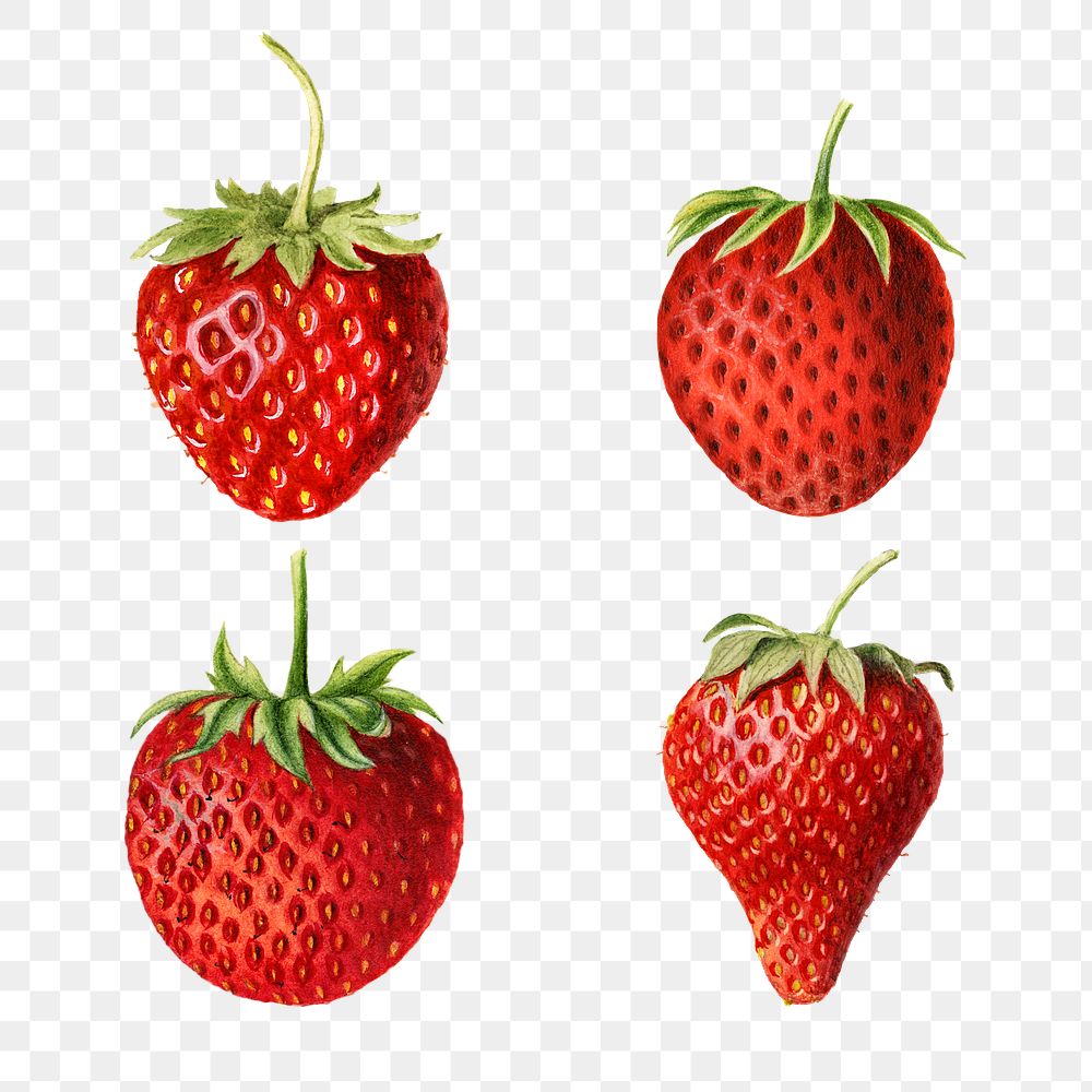 Hand drawn natural fresh strawberries | Premium PNG - rawpixel