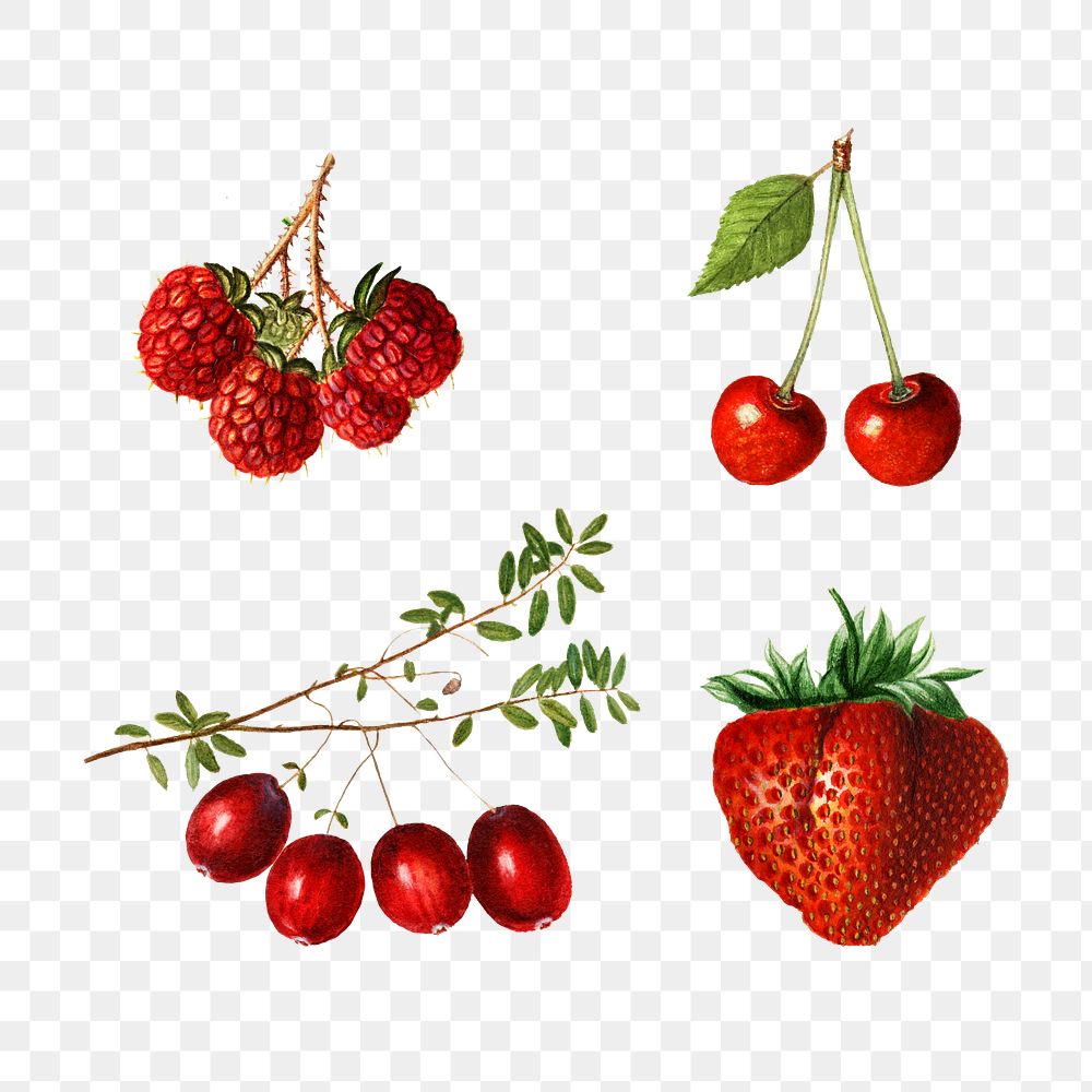 Detailed mixed berry drawings set | Premium PNG - rawpixel