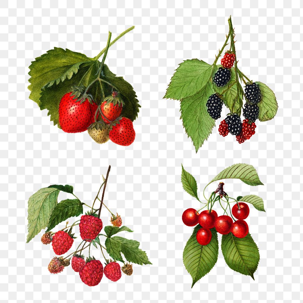 Detailed mixed berry drawings set | Premium PNG - rawpixel