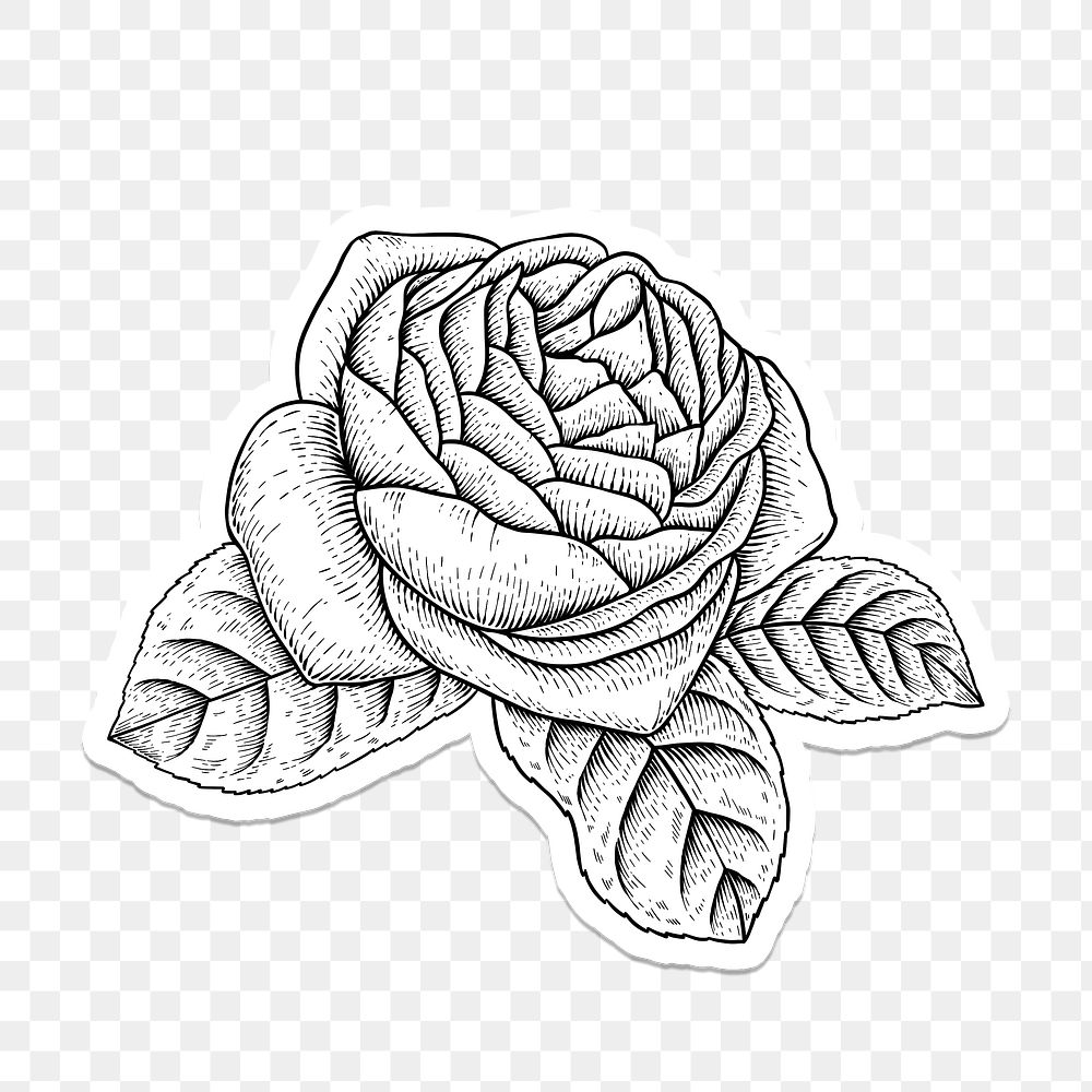 White rose sticker overlay with a white | Free PNG Sticker - rawpixel