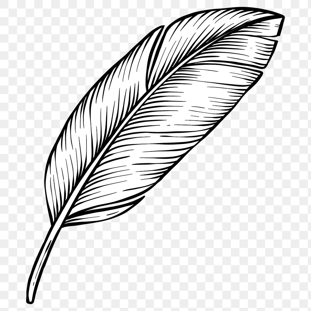 Hand drawn feather design element | Free PNG Sticker - rawpixel
