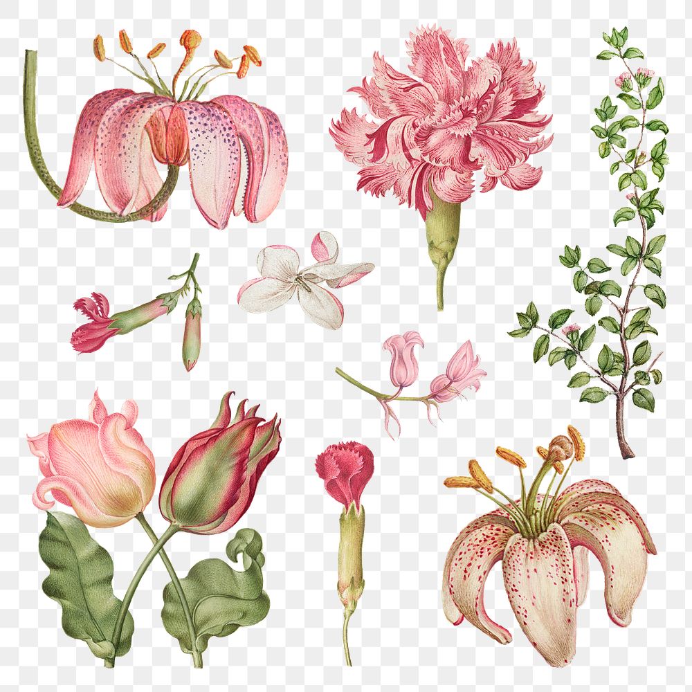 Blooming pink flowers png hand | Premium PNG - rawpixel