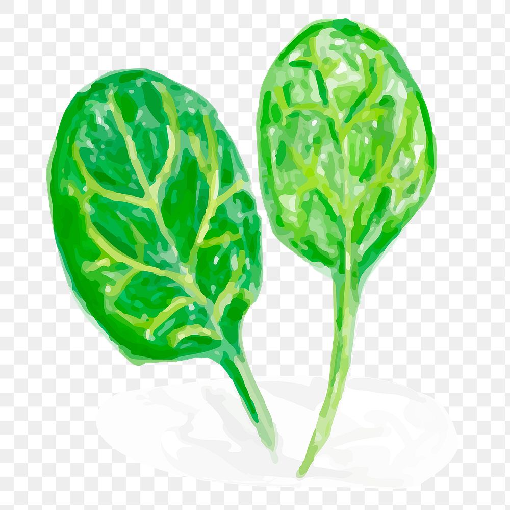 Green spinach leaf png sticker | Premium PNG Sticker - rawpixel