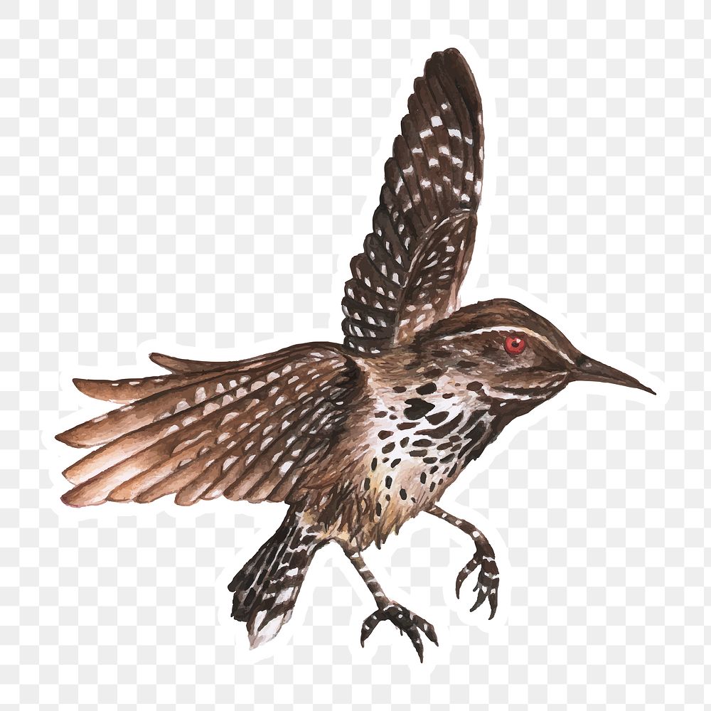 Cactus wren bird sticker png | Free PNG Sticker - rawpixel