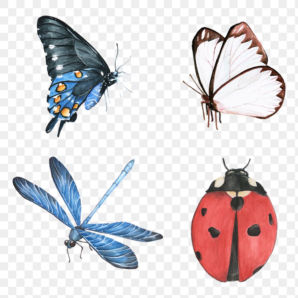 Png watercolor butterfly and insects | Premium PNG - rawpixel