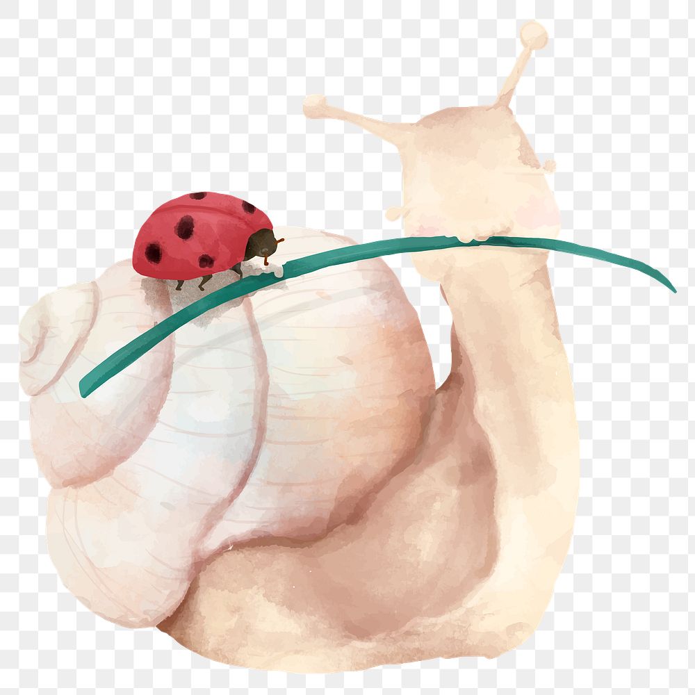 PNG snail and ladybug, watercolor | Free PNG Sticker - rawpixel