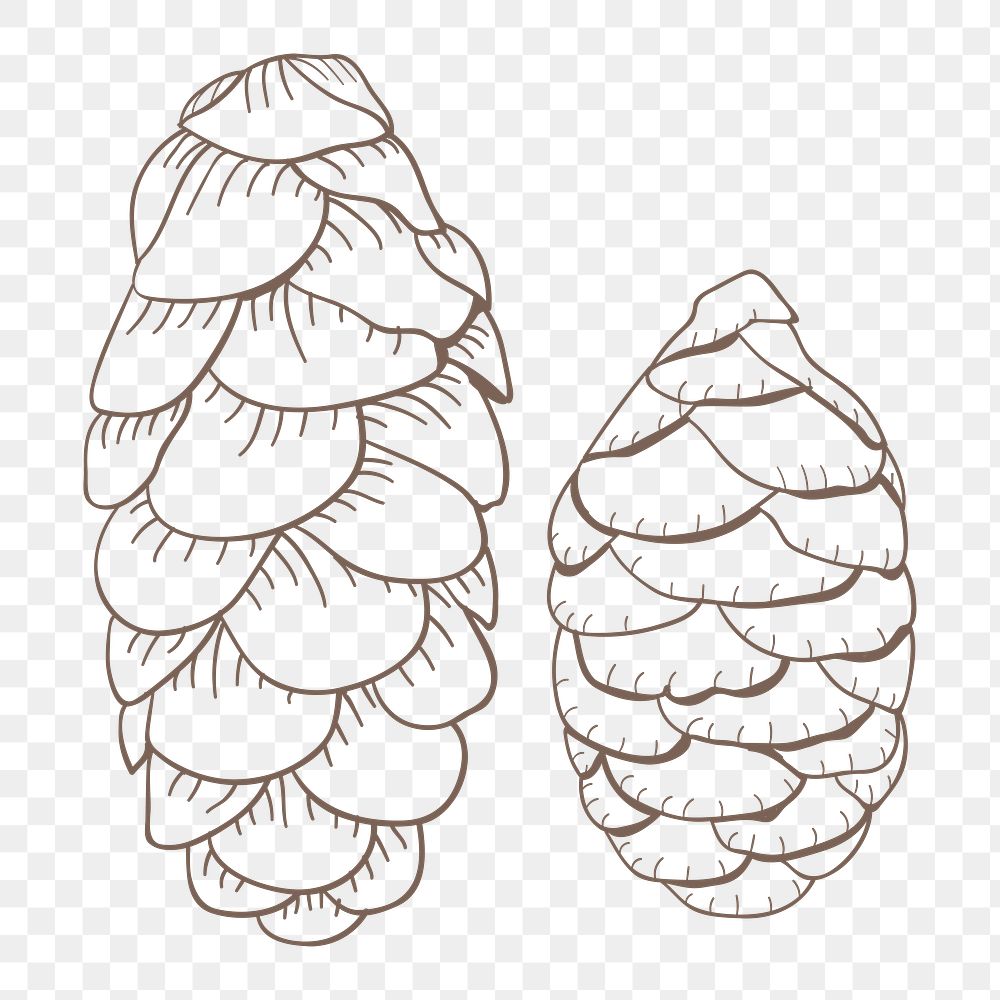 Picea glauca pine cone sticker | Free PNG Sticker - rawpixel