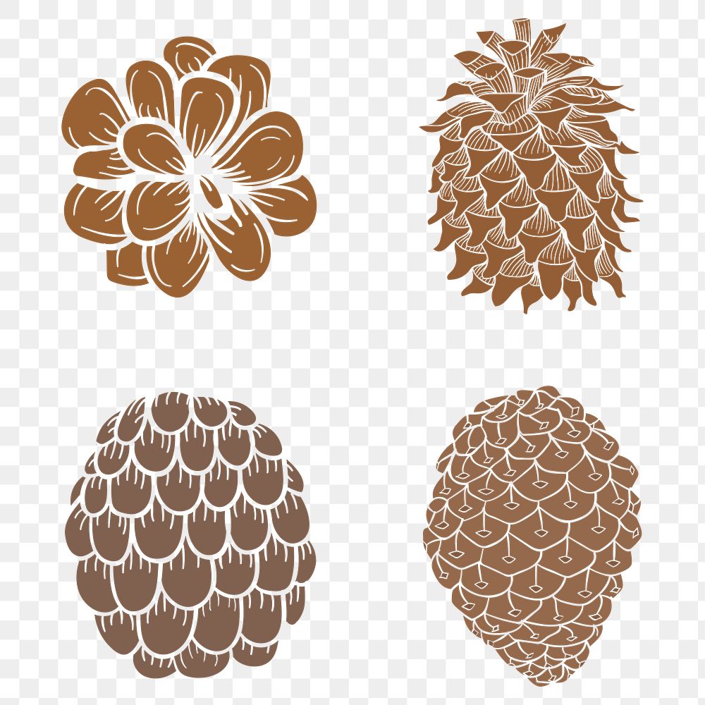 Conifer cone sticker design element | Premium PNG - rawpixel