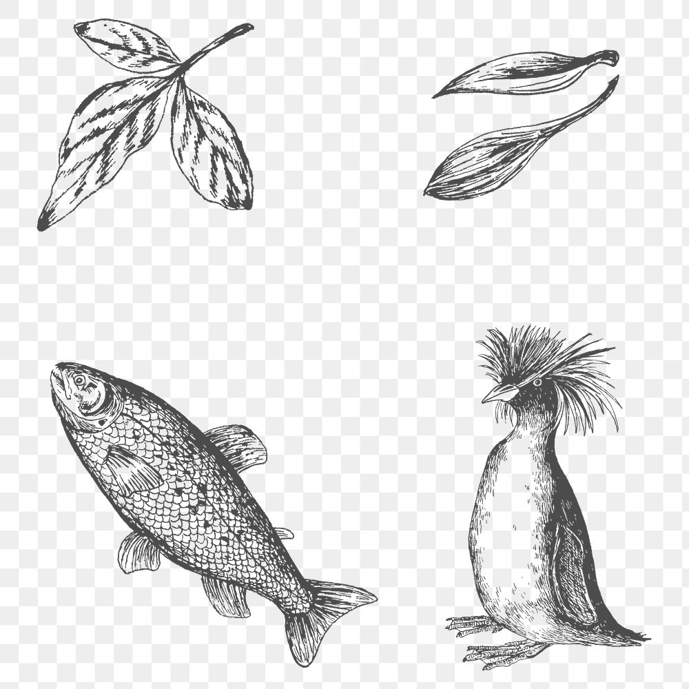 Hand drawn animal and plant | Free PNG - rawpixel