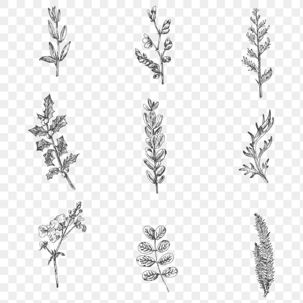 Hand drawn plants collection | Free PNG - rawpixel