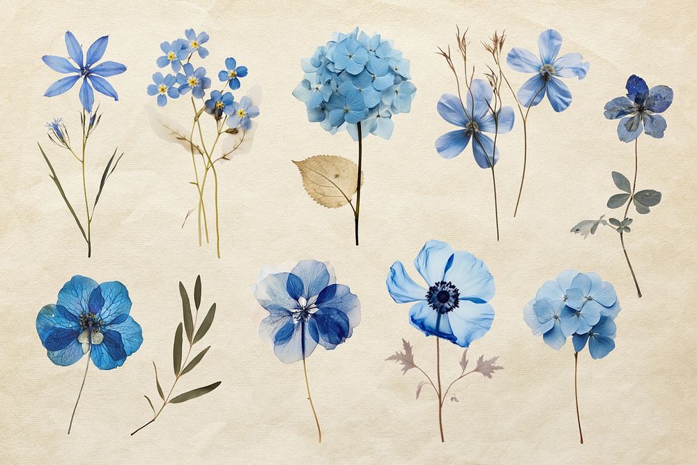 Pressed blue flowers isolated element | Premium Editable Design - rawpixel