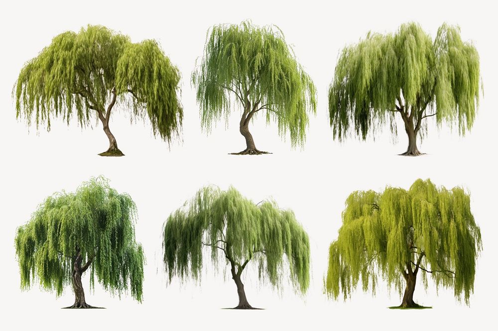 Editable willow trees set | Premium Editable Design - rawpixel
