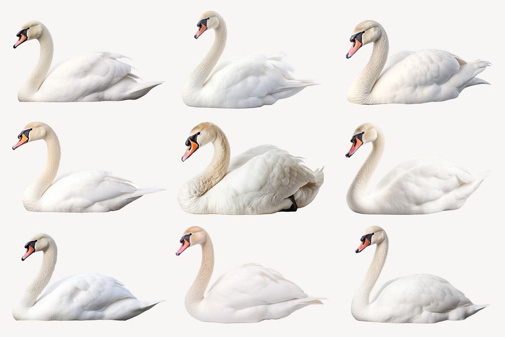 Swan element set, editable design | Premium Editable Design - rawpixel