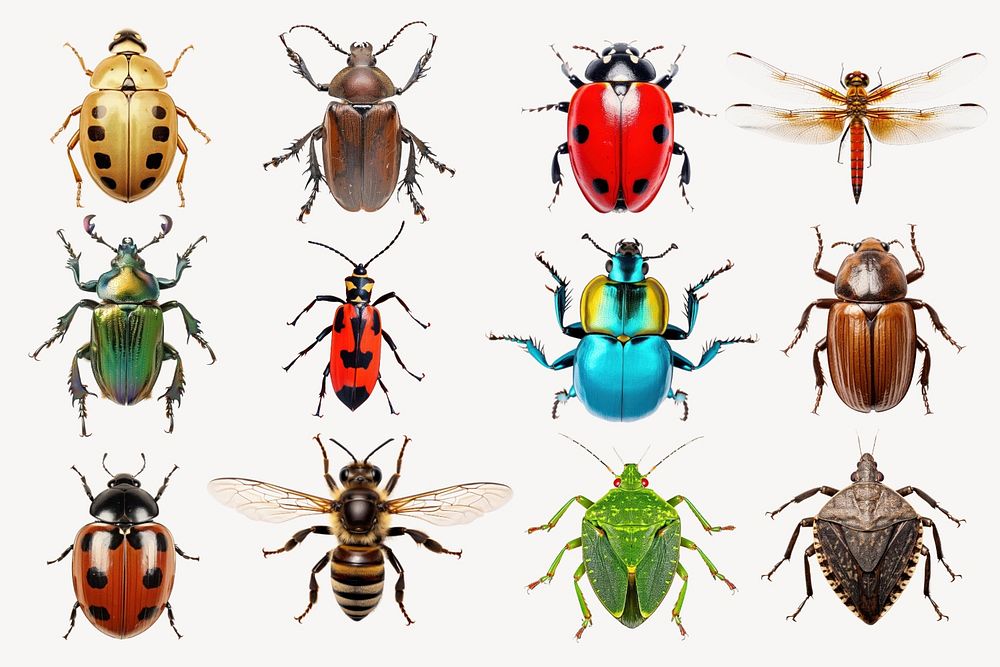 Insect Templates | Download Free Designs on rawpixel