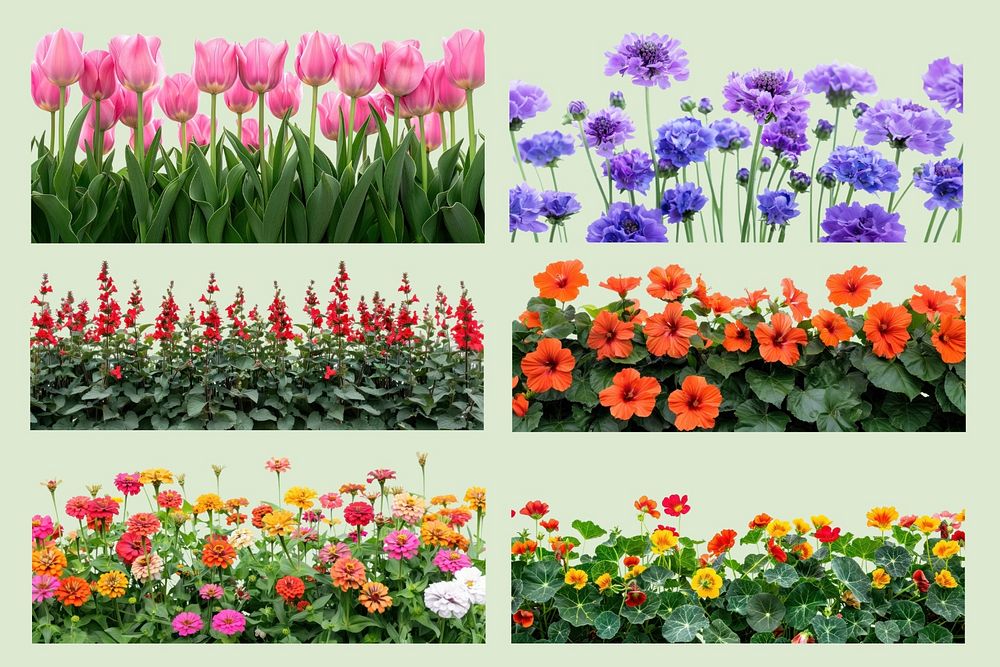 Summer flower border set, editable | Premium Editable Design - rawpixel
