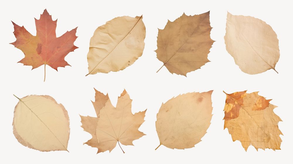 Editable Autumn leaf paper element | Premium Editable Design - rawpixel