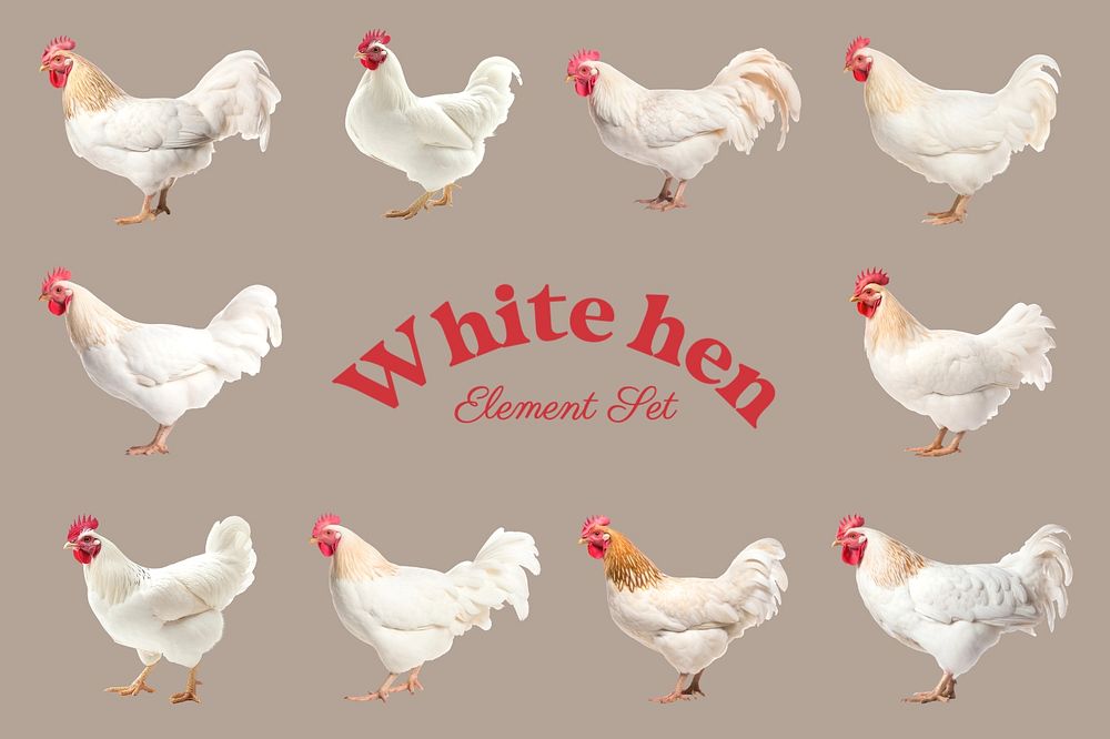 Editable chicken element set | Premium Editable Design - rawpixel
