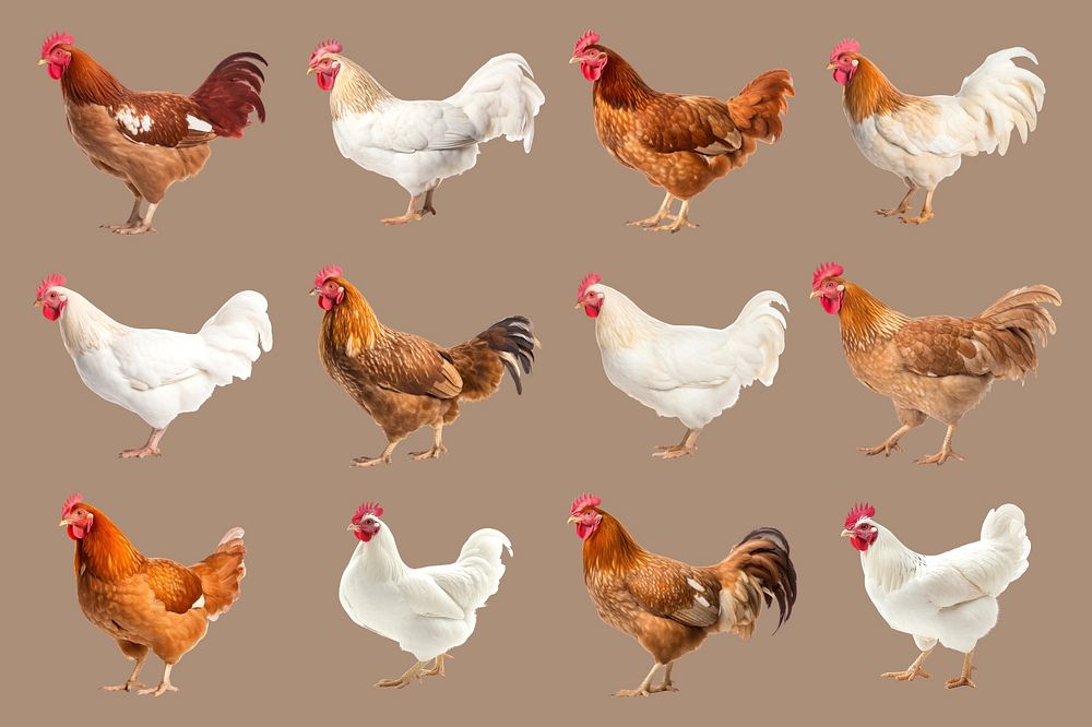 Editable chicken element set | Premium Editable Design - rawpixel