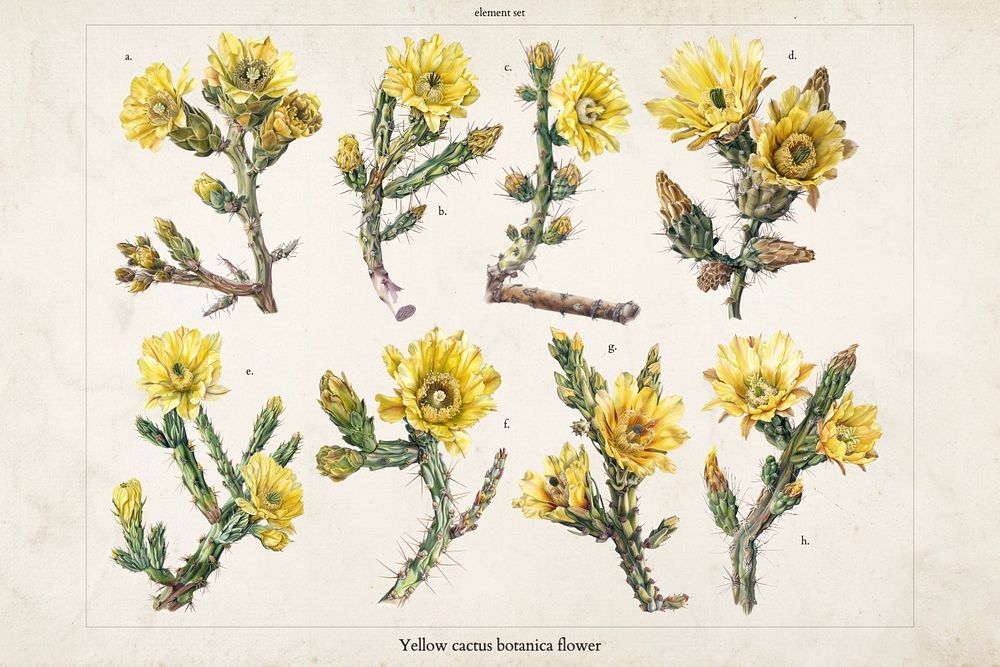 Editable Yellow cactus flower design | Premium Editable Design - rawpixel