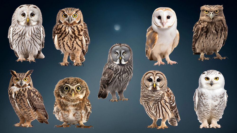 Editable owl bird design element | Premium Editable Design - rawpixel