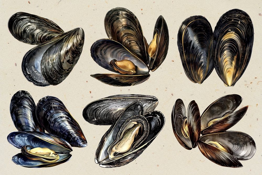 Editable vintage mussel illustration design | Premium Editable Design ...
