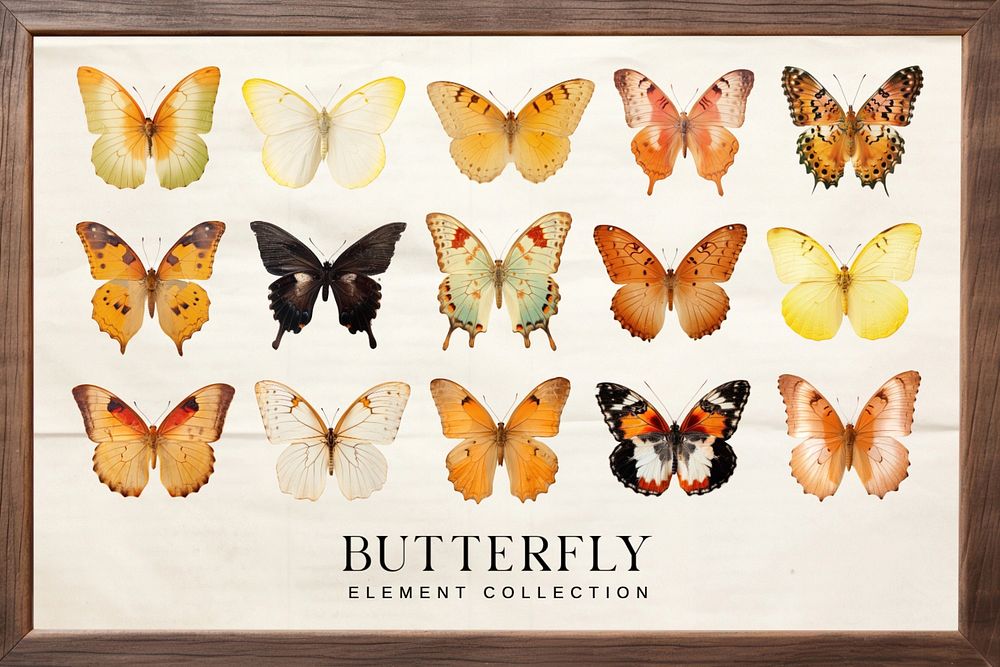 Editable real pressed butterfly design | Premium Editable Design - rawpixel