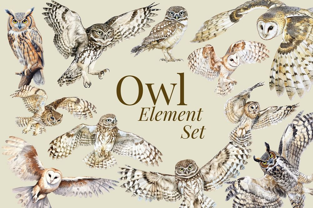 Editable owl design element set | Premium Editable Design - rawpixel