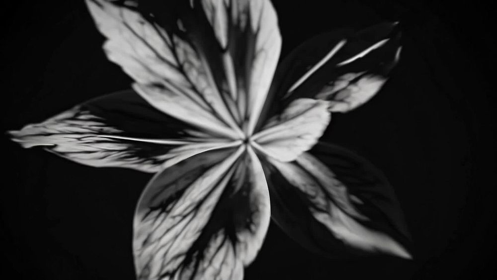 Monochrome video flower top-down angle | Free Video - rawpixel