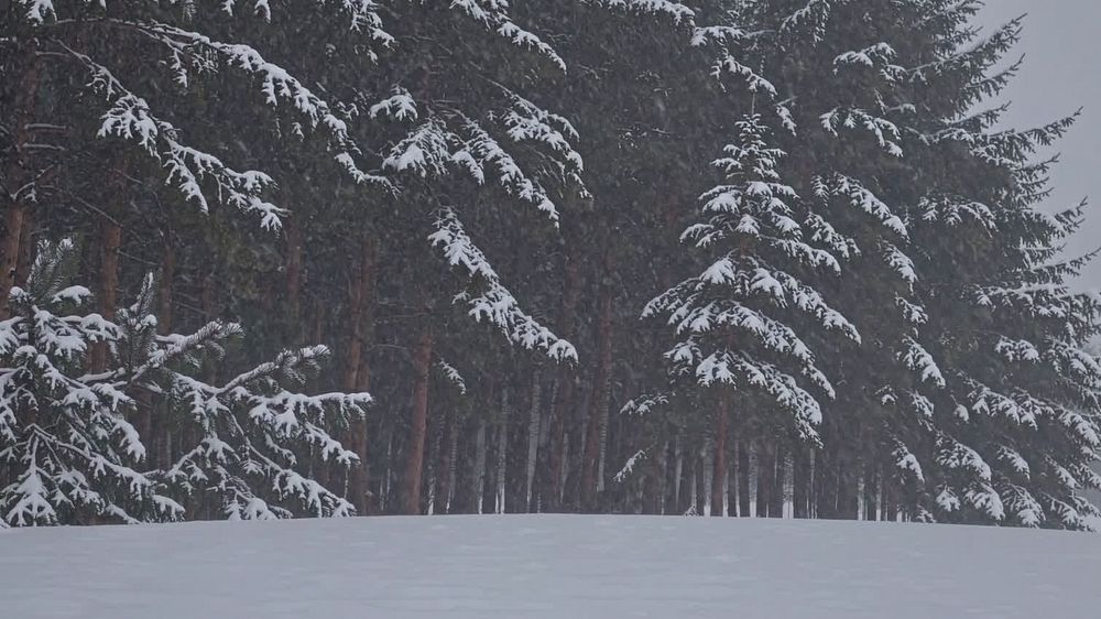serene winter forest scene snow-covered | Free Video - rawpixel