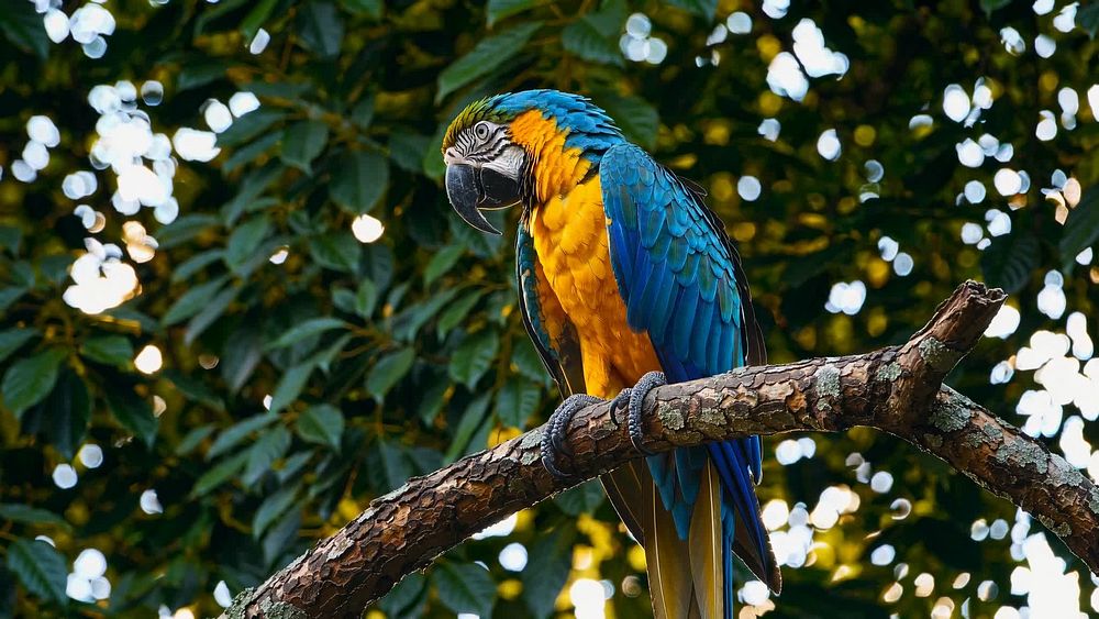 Vibrant video still parrot perched | Free Video - rawpixel
