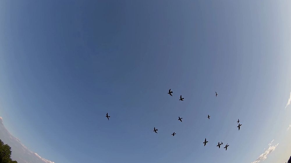 Fisheye lens captures birds flight | Free Video - rawpixel