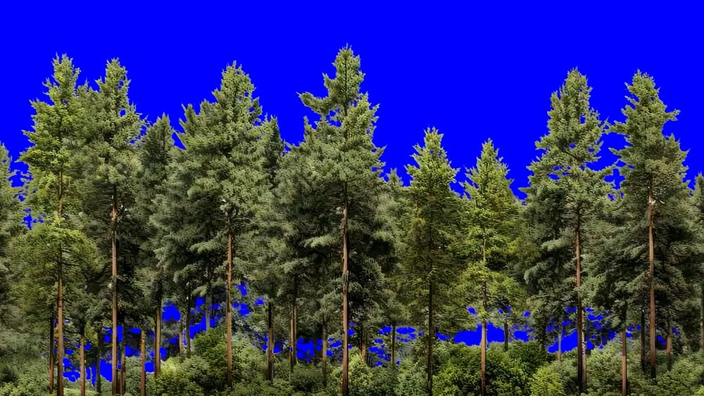 Green forest border animation, transparent | Free Video - rawpixel