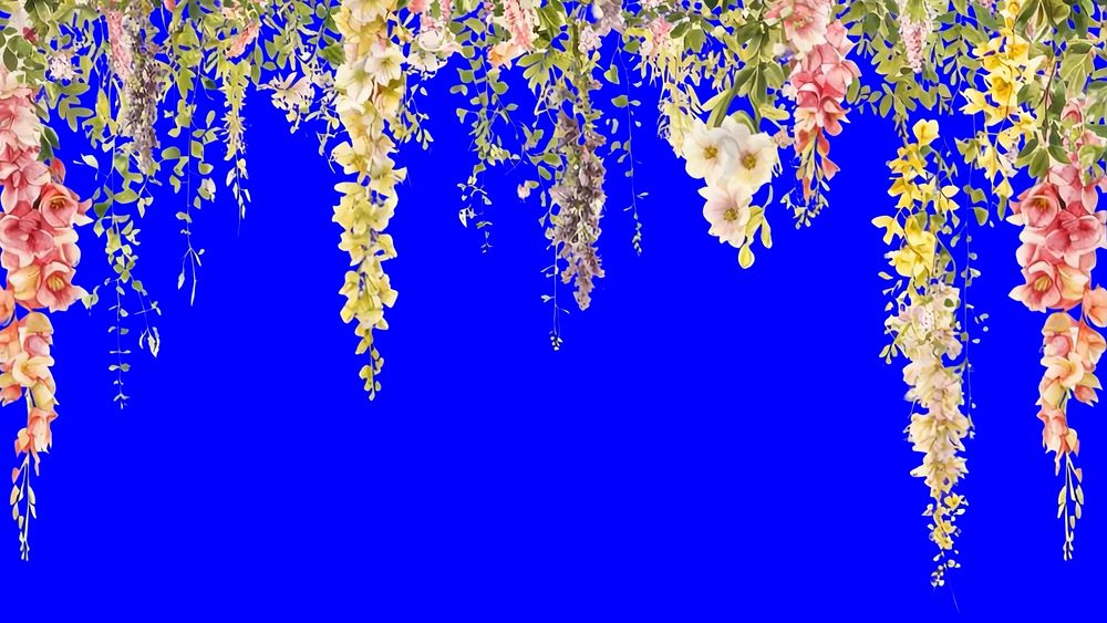 Aesthetic flower border animation, transparent | Free Video - rawpixel