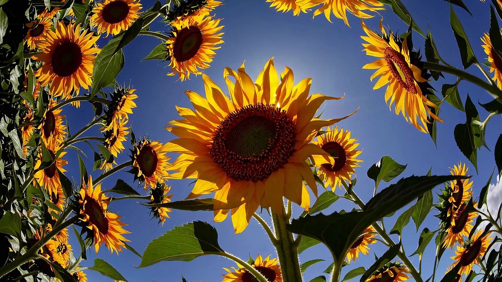Vibrant sunflowers shot low angle | Free Video - rawpixel