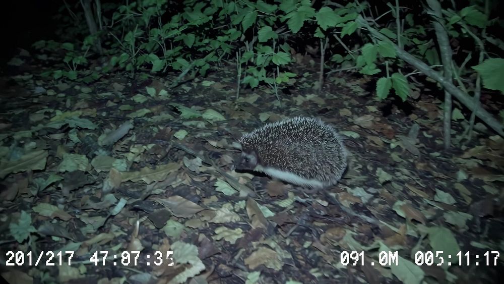 Night vision video hedgehog forest | Free Video - rawpixel