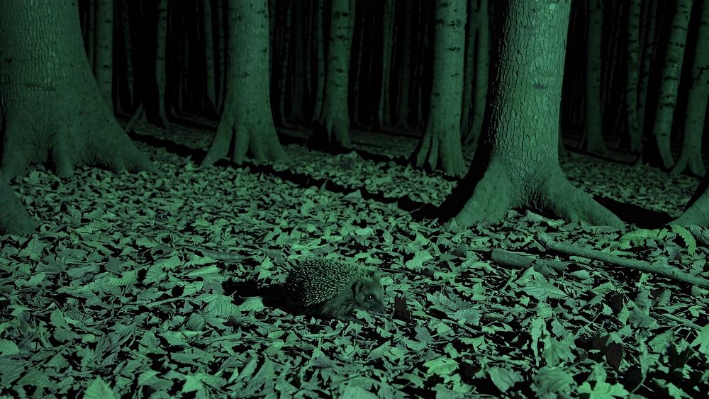 Night vision video hedgehog forest, | Free Video - rawpixel