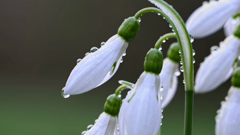 Close-up video snowdrops water droplets | Free Video - rawpixel