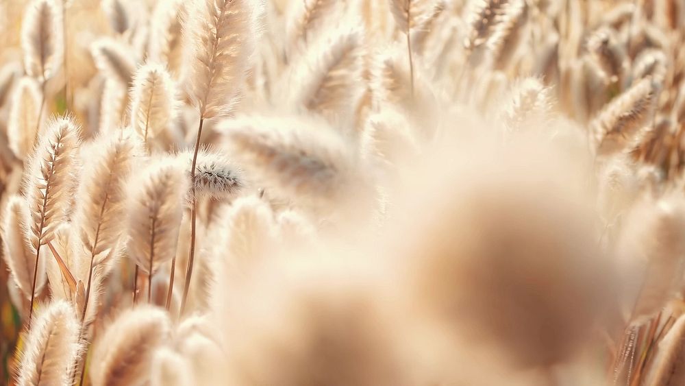 Close-up video soft, fluffy grasses | Free Video - rawpixel