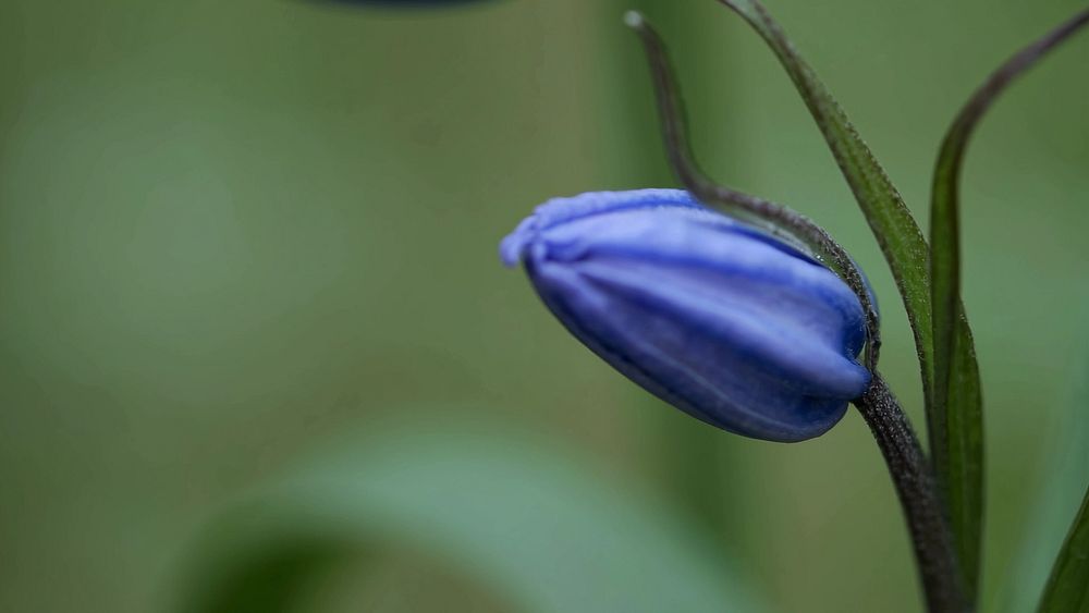 Close-up video blue flower bud | Free Video - rawpixel
