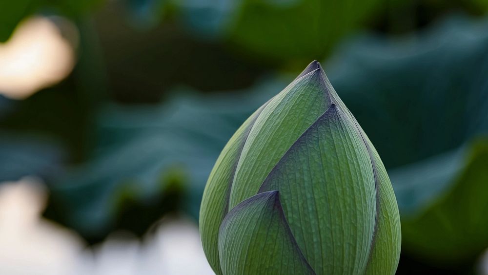 Close-up video lotus bud, shot | Free Video - rawpixel