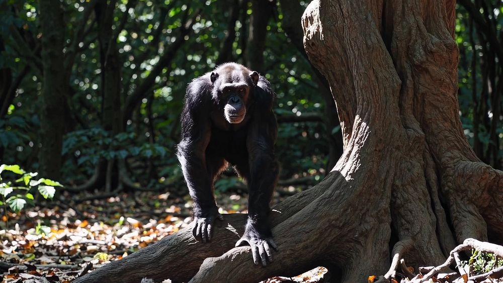 chimpanzee forest setting, captured low-angle | Free Video - rawpixel