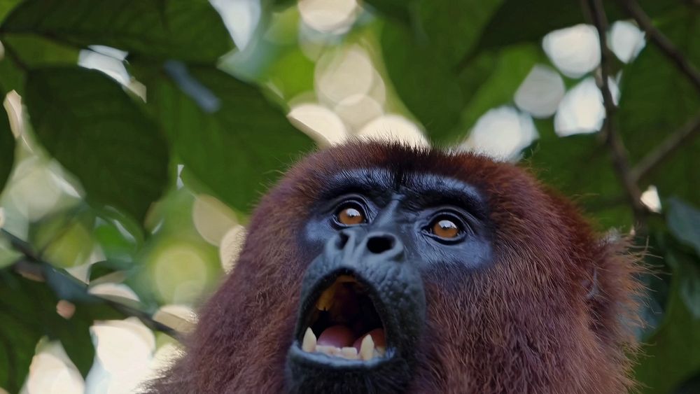 Close-up video howler monkey mouth | Free Video - rawpixel