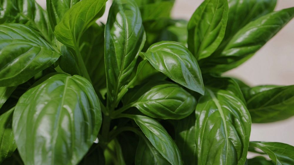 Appear Images | Download Free Design Resources on rawpixel